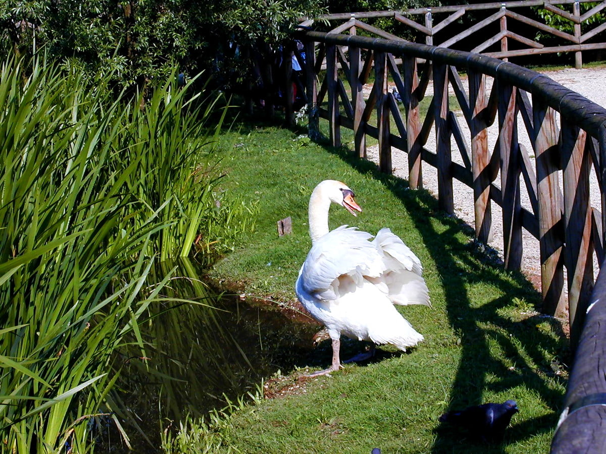20+ Swan wallpapers HD | Download Free backgrounds