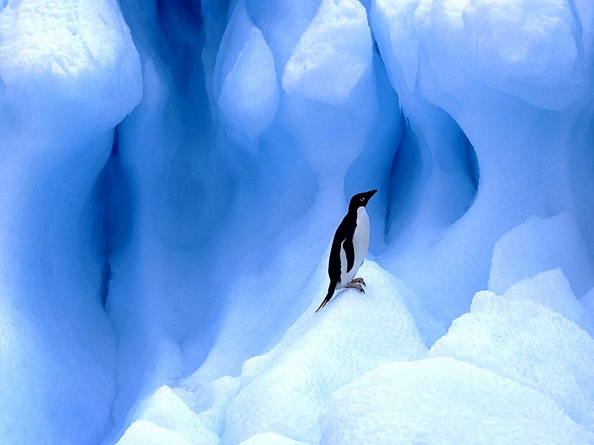 Alaska, Pingvin, Hule baggrund | Gratis Bedste baggrund
