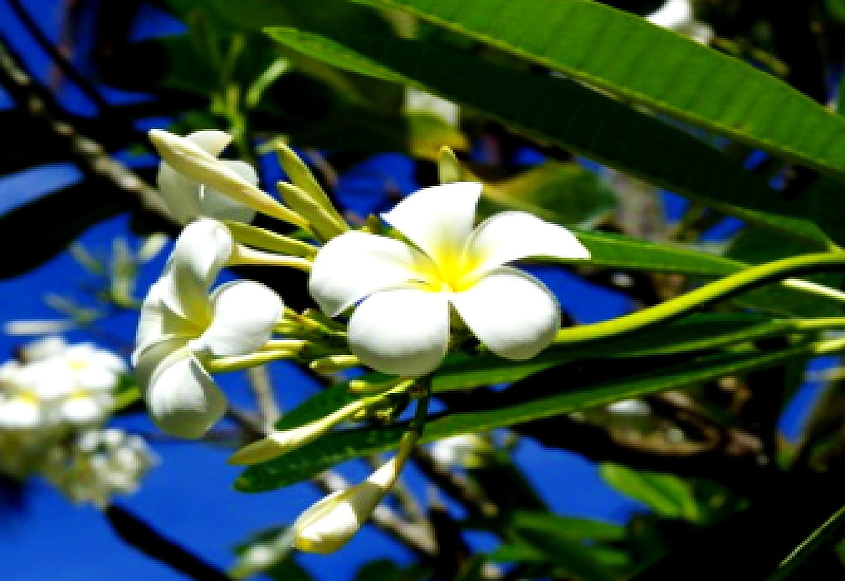 30+ Tropical flowers wallpapers HD | Download Free backgrounds