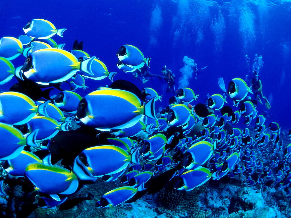 490+ Underwater world wallpapers HD 🔥 Download Free backgrounds