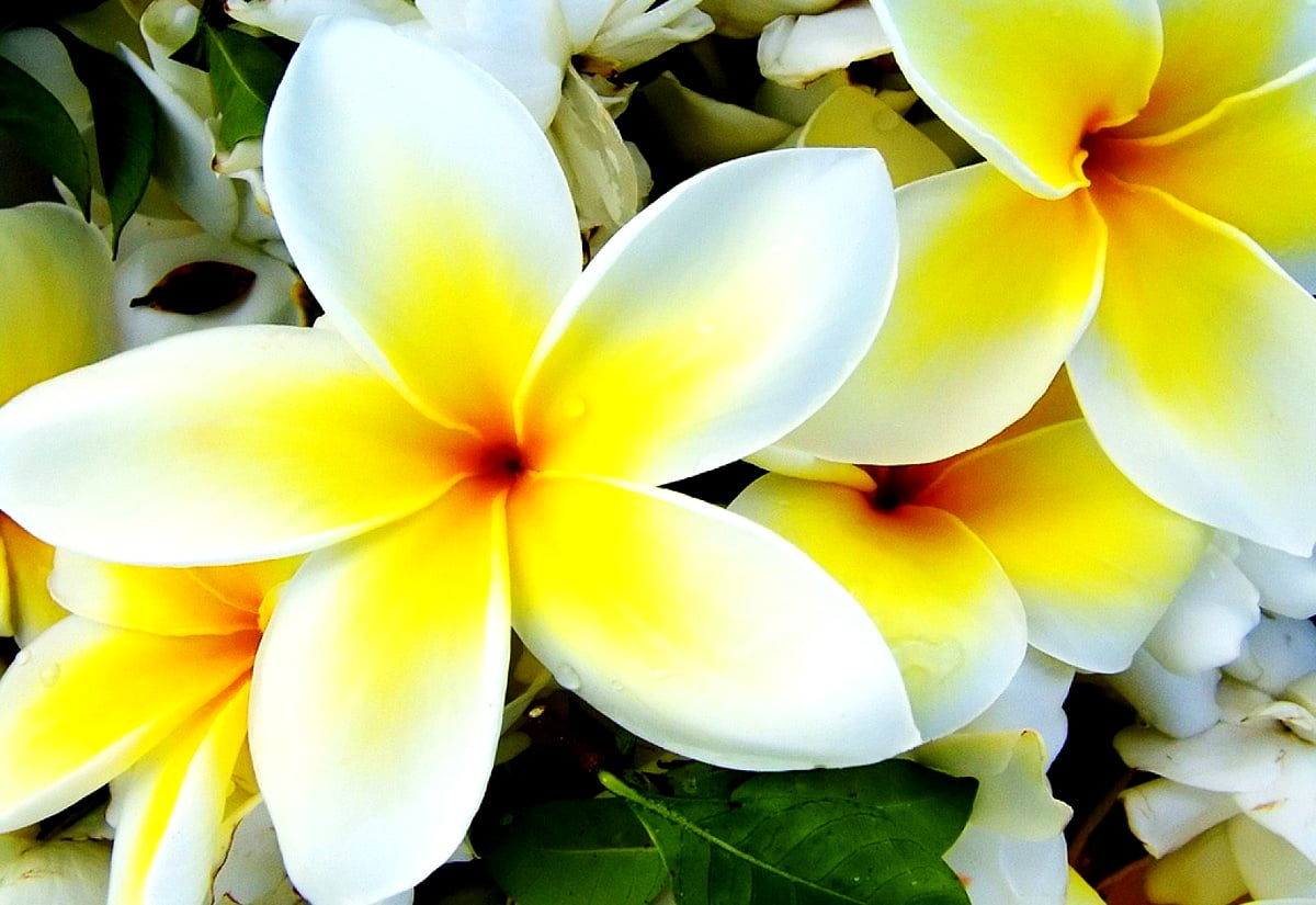 Minimalistisk bilde til bakgrunn Blomster, Blomstre, Gule | Laste Ned ...