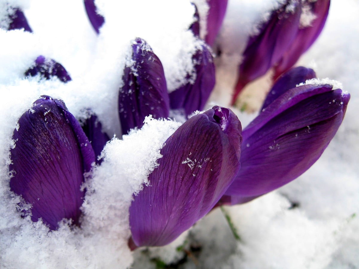 Snow crocus wallpapers HD | Download Free backgrounds