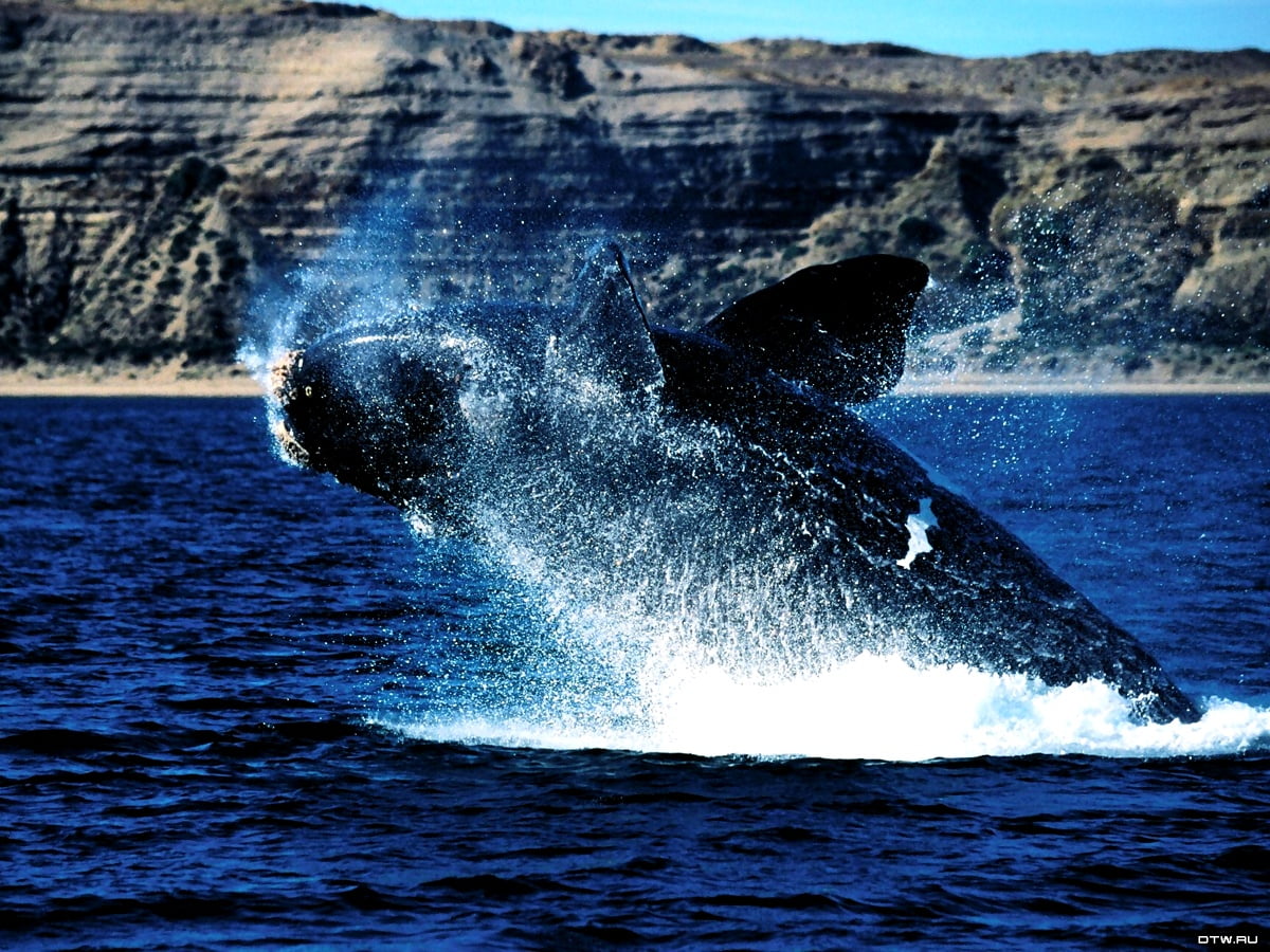 60+ Whale wallpapers HD | Download Free backgrounds
