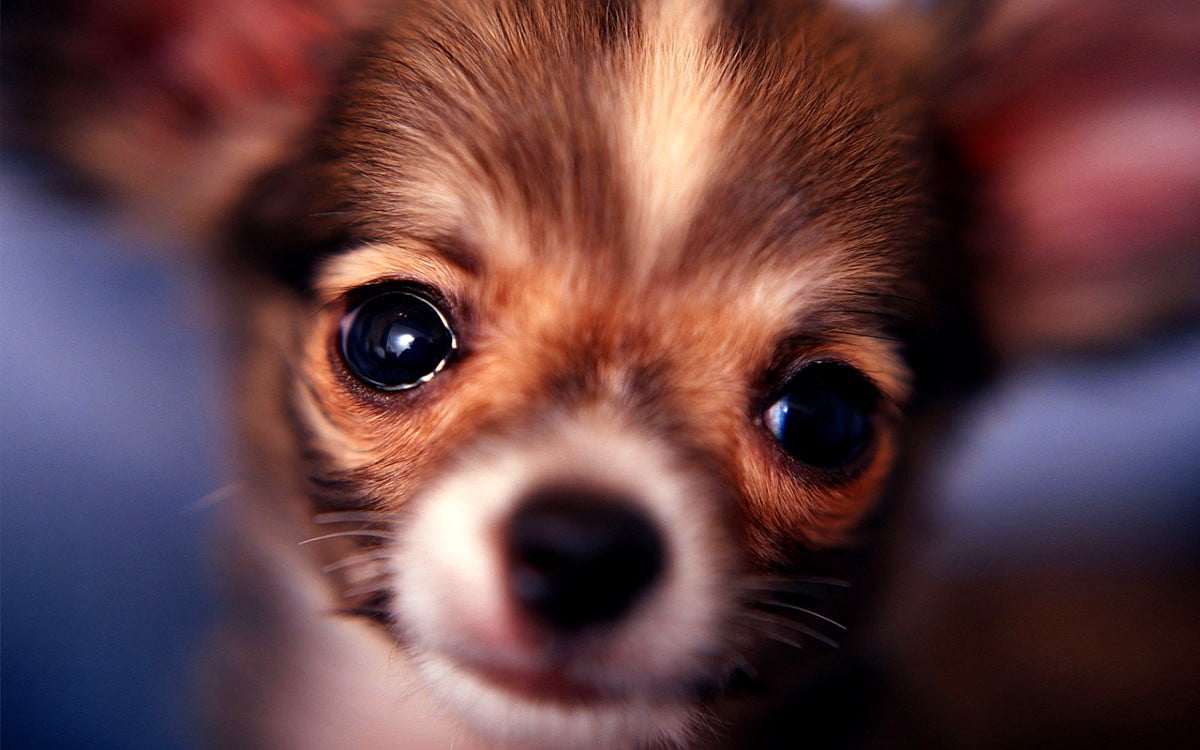 Chihuahua bakgrunner HD | Laste ned Bakgrunnsbilder Gratis
