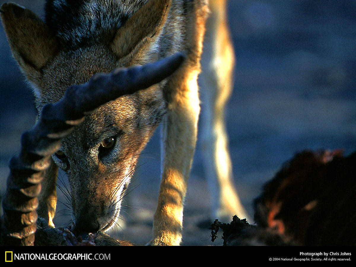 Sjove Dyreliv, National Geographic, Nat Geo billede til baggrund ...