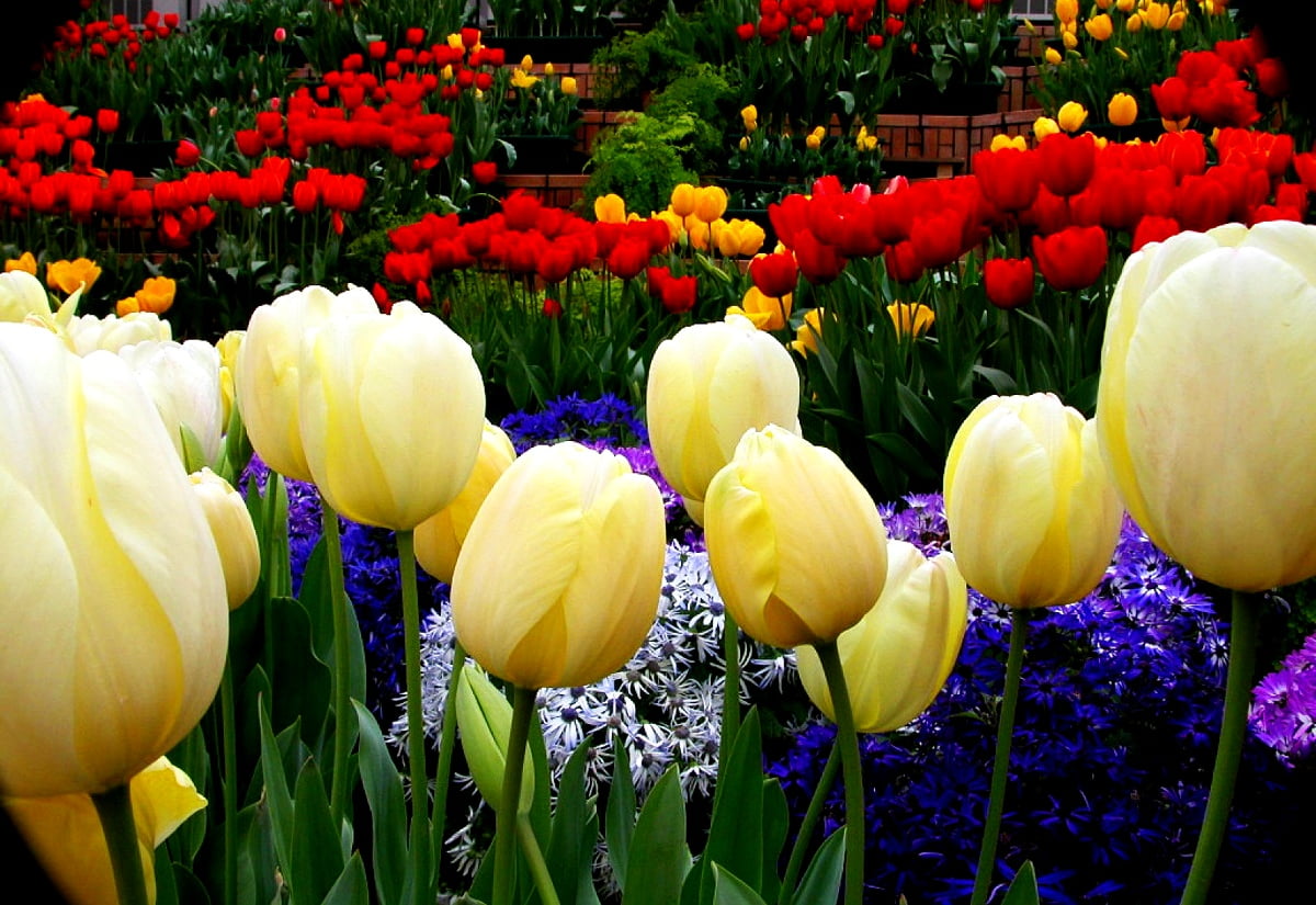 40+ Tulip wallpapers HD | Download Free backgrounds