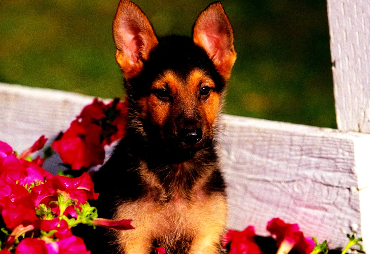 King shepherd bakgrunner HD | Laste ned Bakgrunnsbilder Gratis