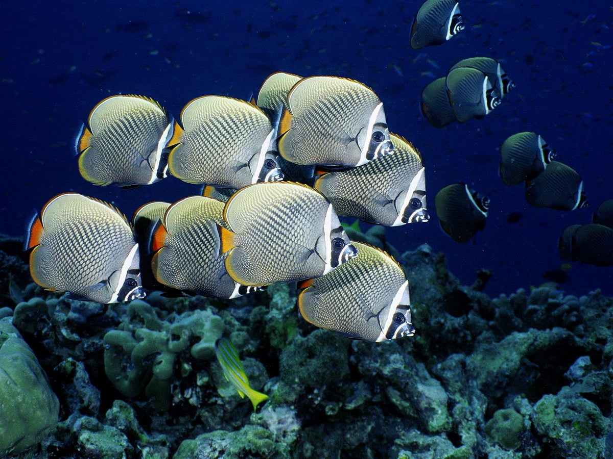 490+ Underwater world wallpapers HD | Download Free backgrounds