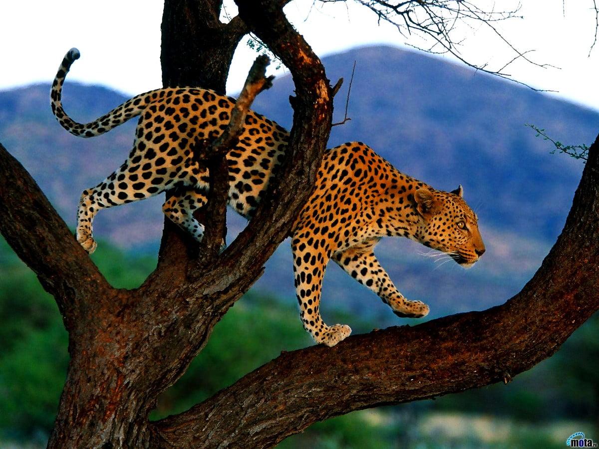 40+ Fondos de pantalla - Leopardo HD |Fondos Gratis