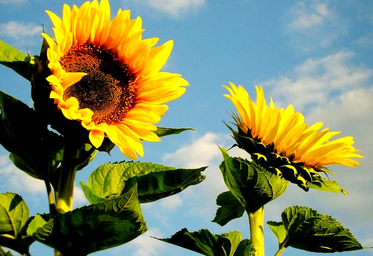 30+ Sunflower seed wallpapers HD | Download Free backgrounds