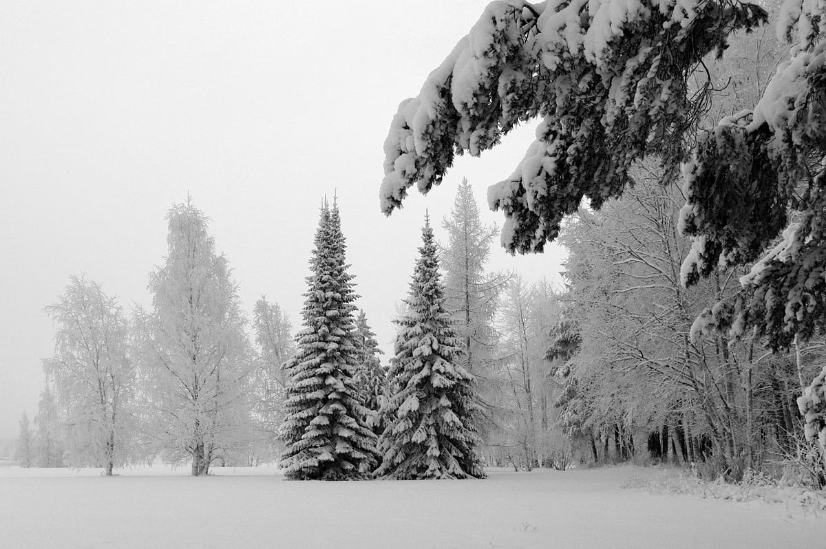 Phone Sne, Vinter, Juletræ baggrund | Download Gratis Bedste baggrund
