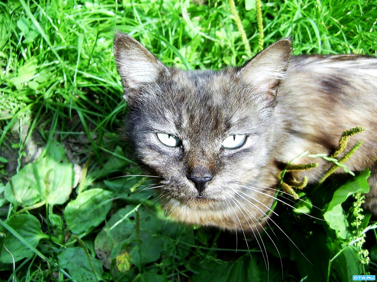 Image d'arrière-plan Chats, Animaux, Chat Sauvage | Télécharger photos ...