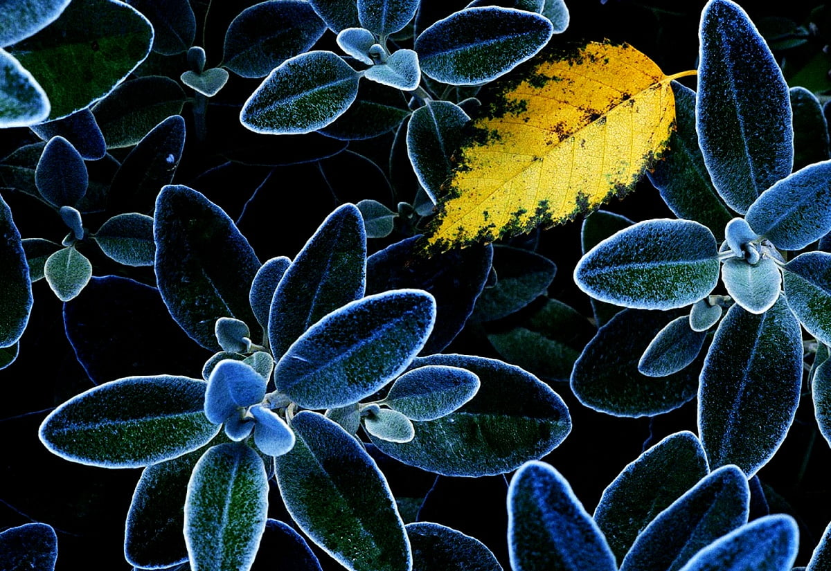 Subshrub wallpapers HD | Download Free backgrounds