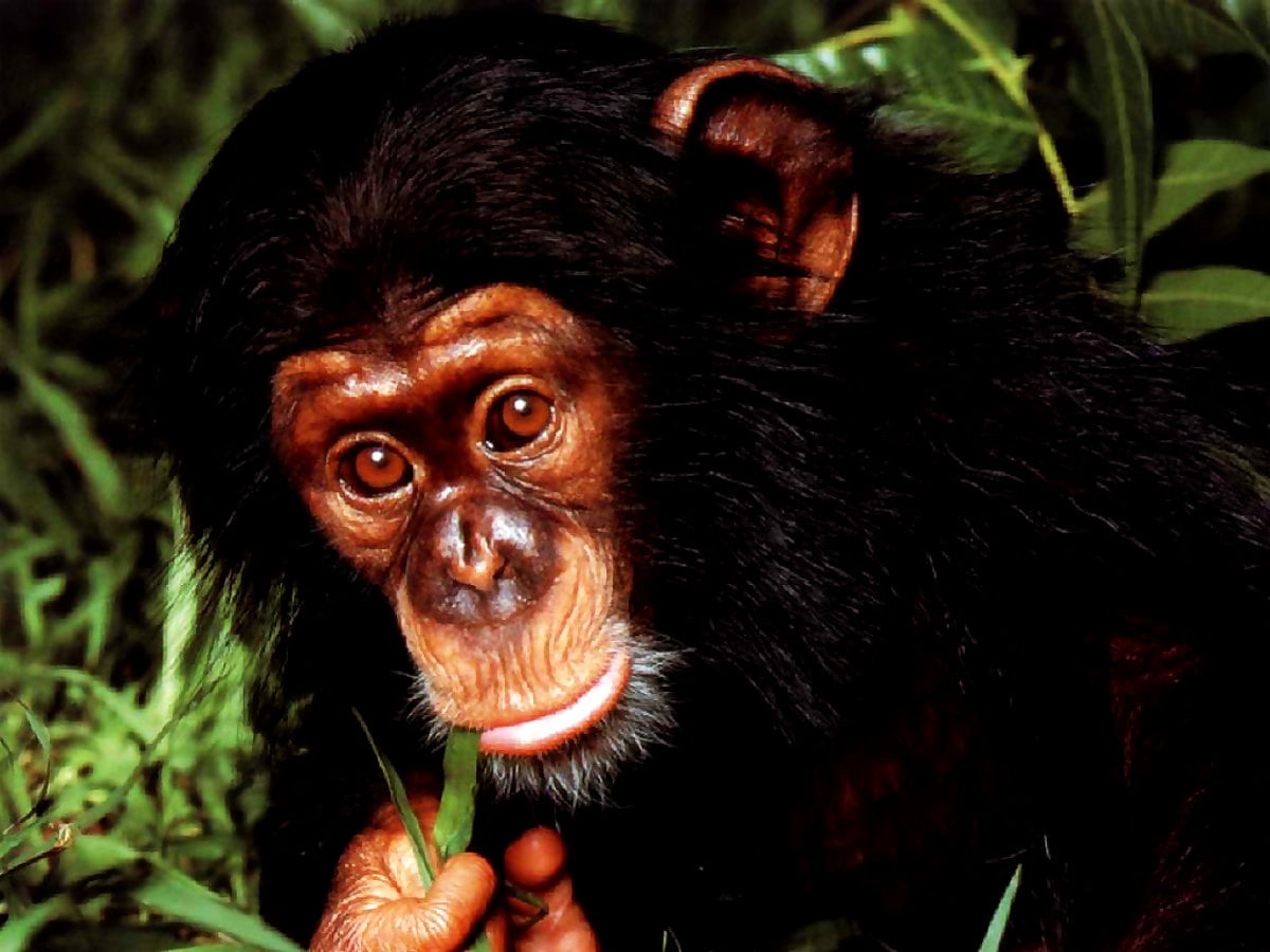 Mono, Chimpancé, Animales - imagen para fondo | Descargar Imagen de Fondo