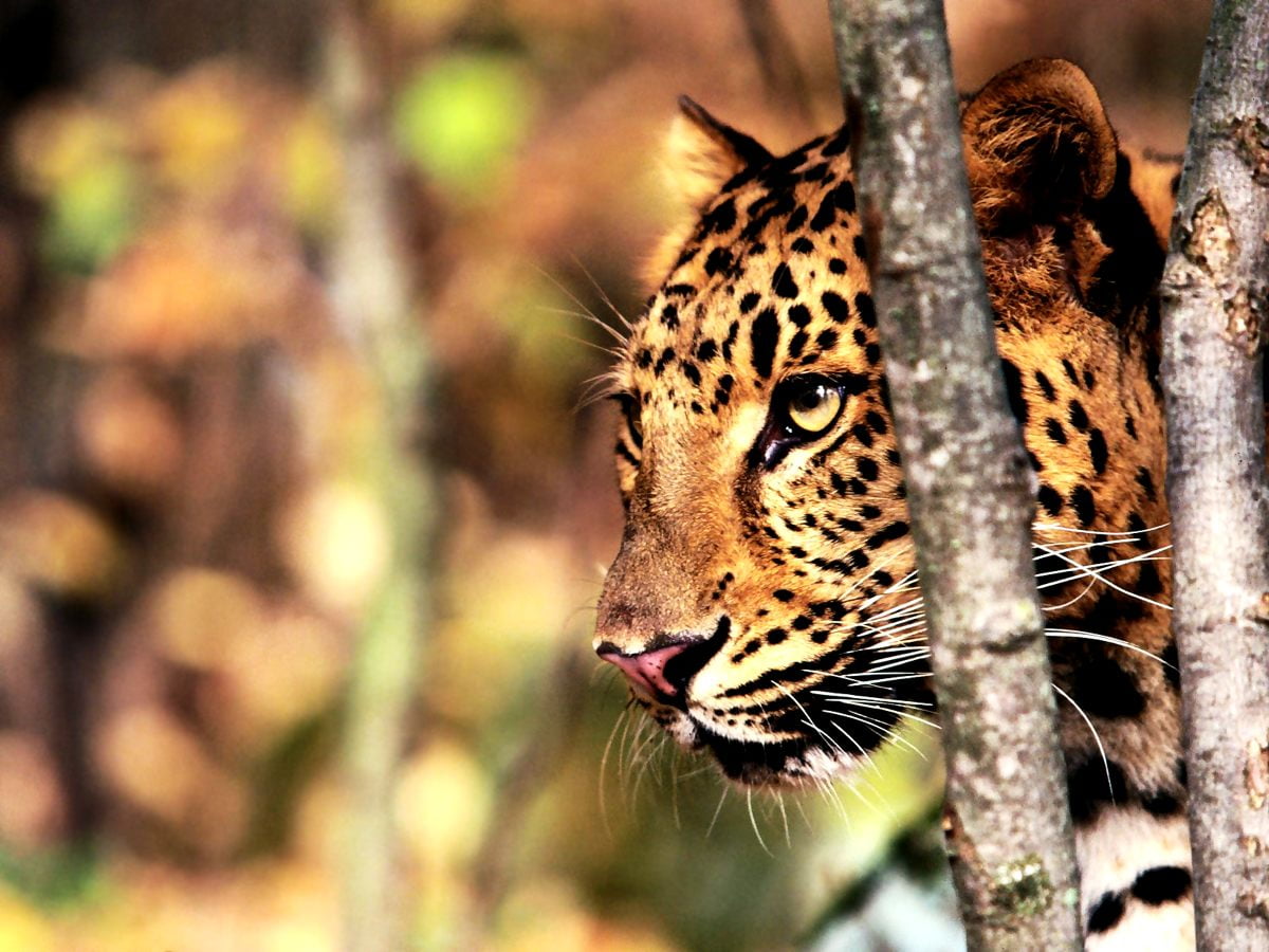 Smukke Dyreliv, Leopard, Dyr baggrundsbillede | Gratis Bedste ...