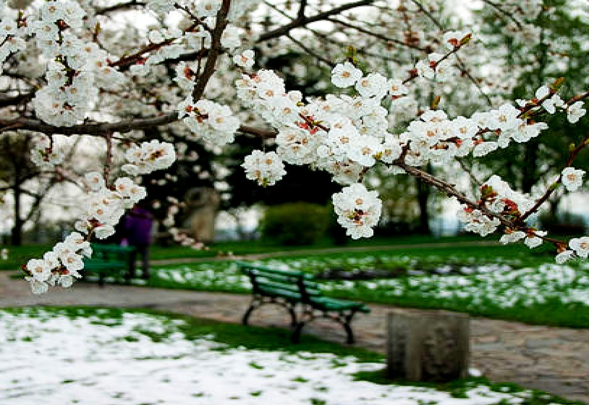 390+ Fondos de pantalla - Primavera HD | Fondos Gratis