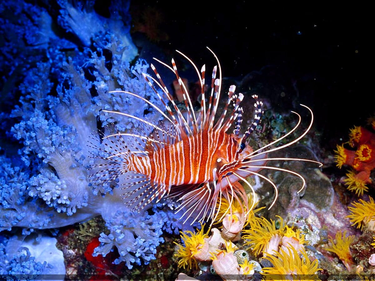 Molluscs, Reef, Aquarium wallpaper | TOP Free Download backgrounds