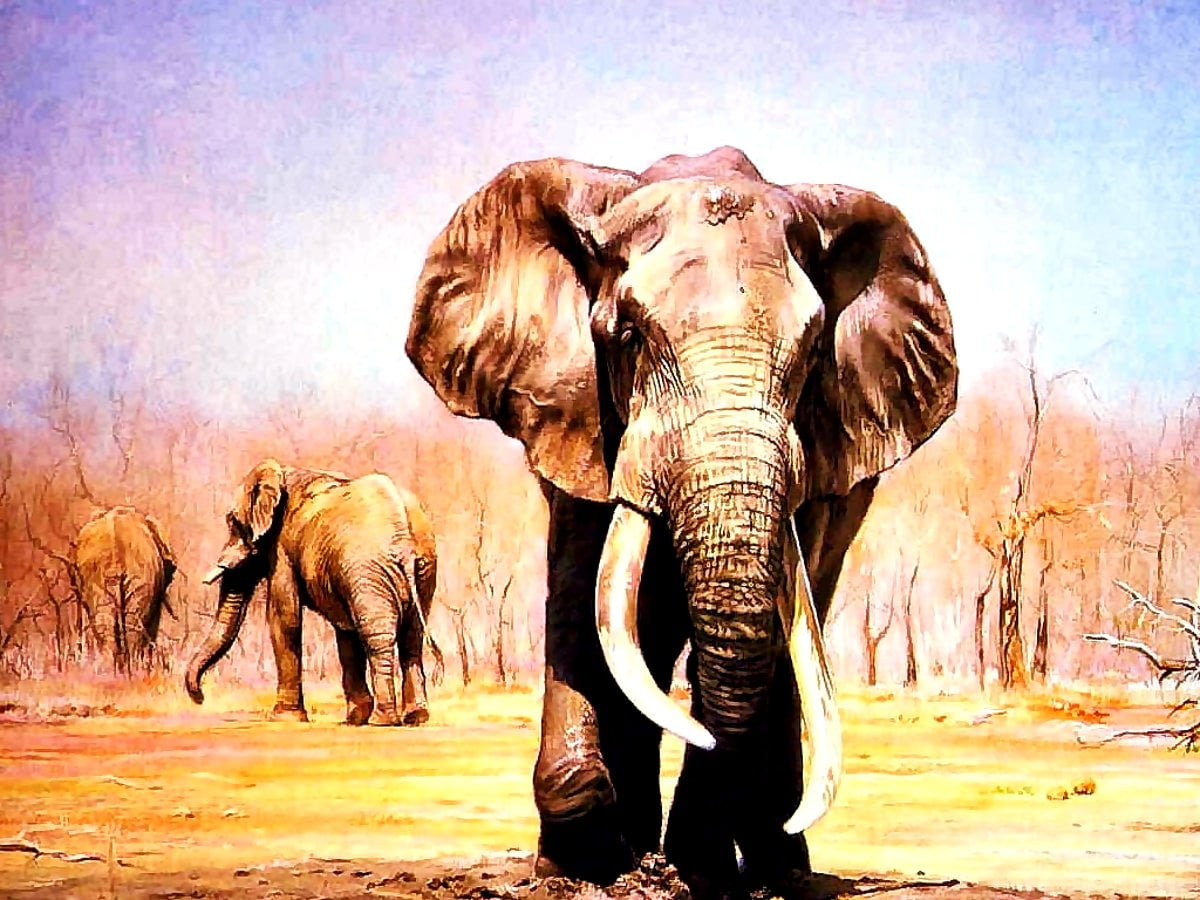 Fundos De Elefante Para Desktop