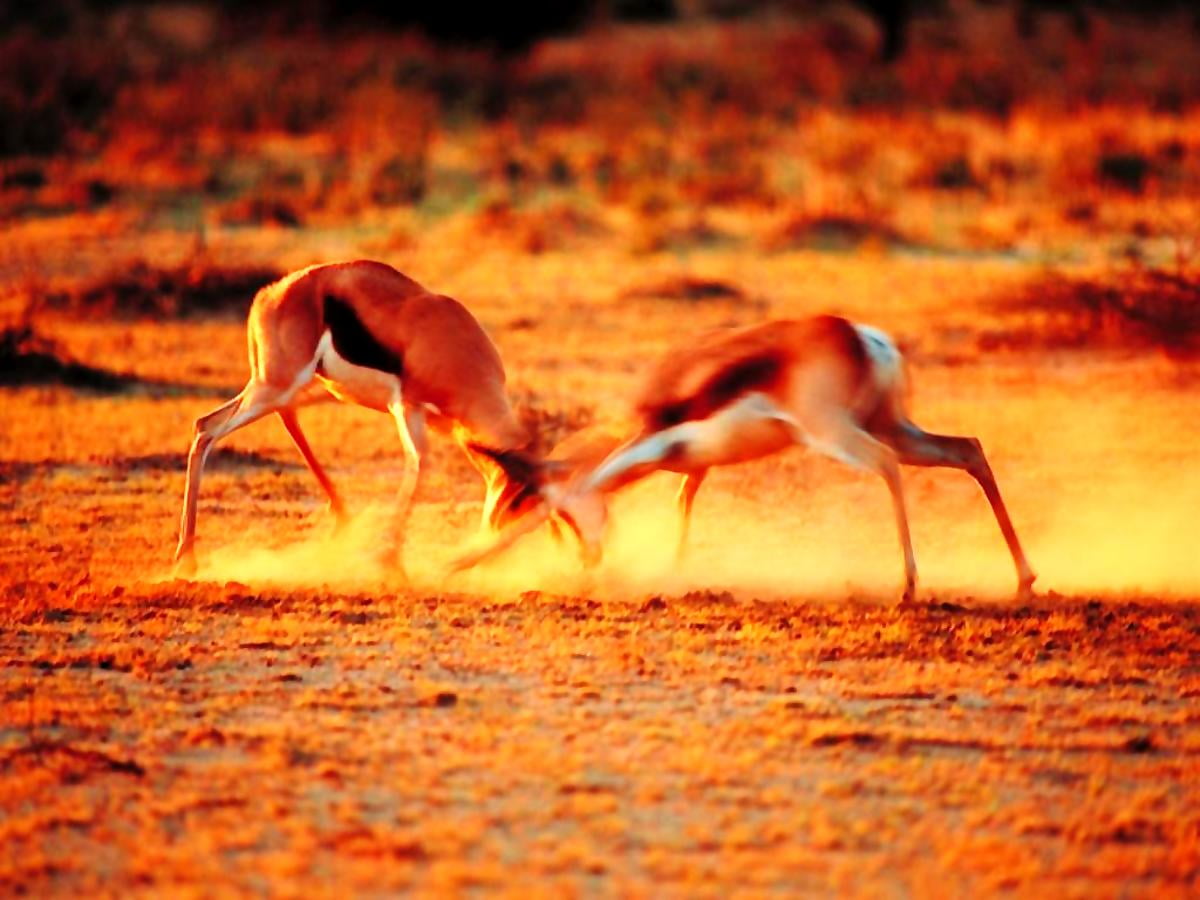 Wallpaper Wildlife, Animals, Impala | Best Free Download backgrounds