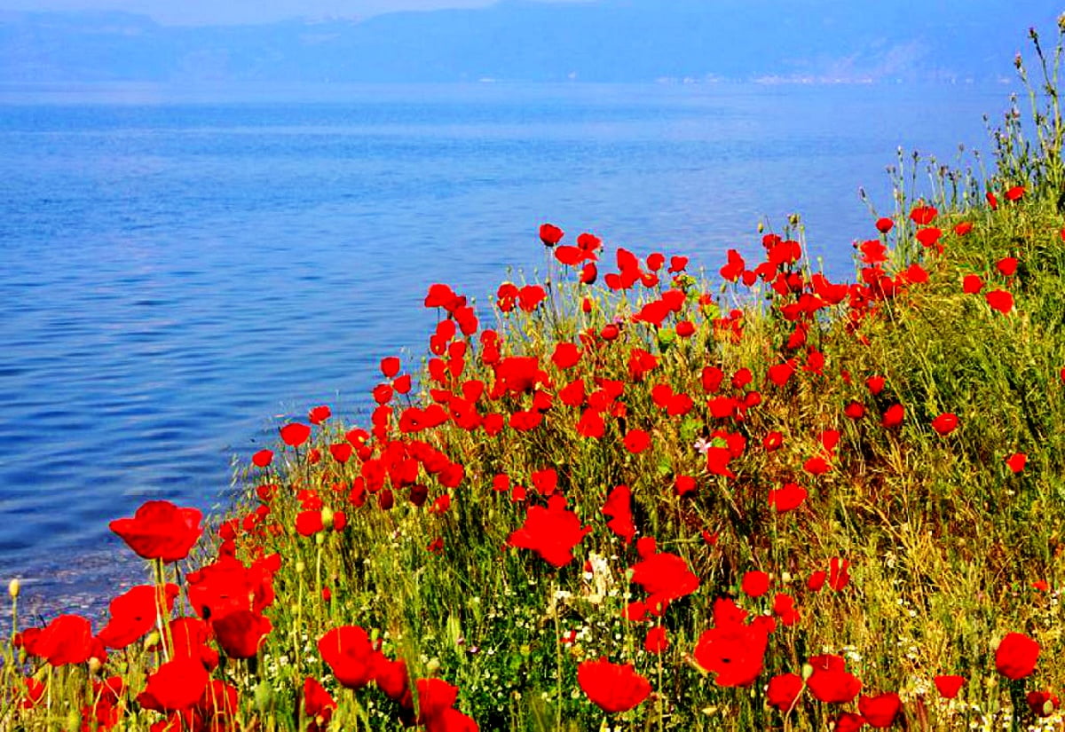 80+ Poppy wallpapers HD | Download Free backgrounds