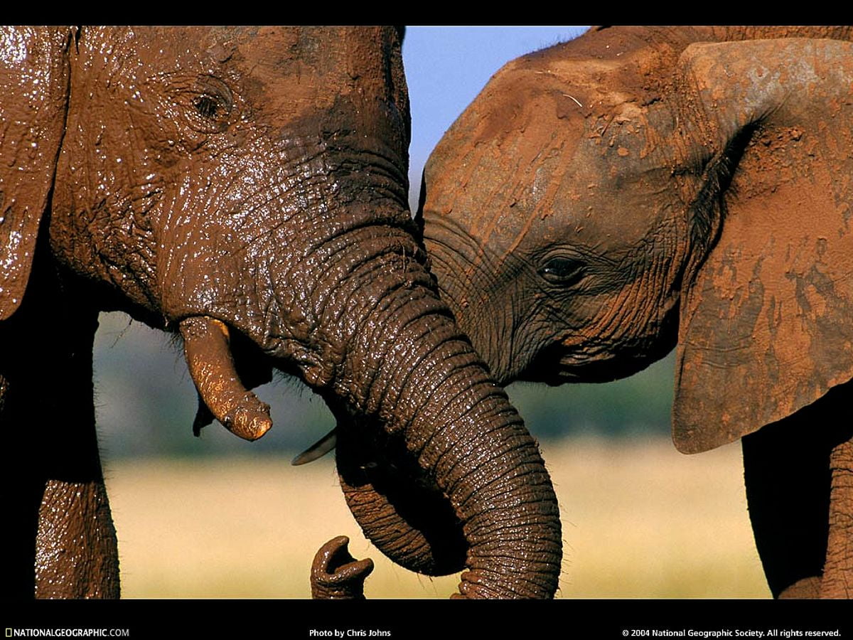 20+ Elefant bakgrunner HD | Laste ned Bakgrunnsbilder Gratis