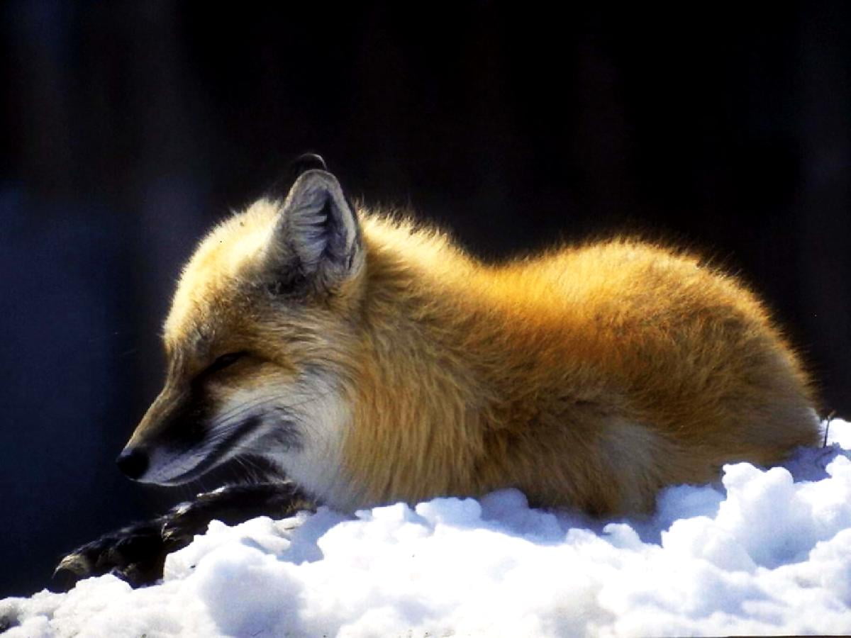 Fox Glare Red Background
