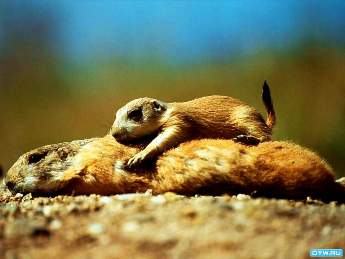 Fonds d'écran Marmotte HD | Télécharger Gratuitement