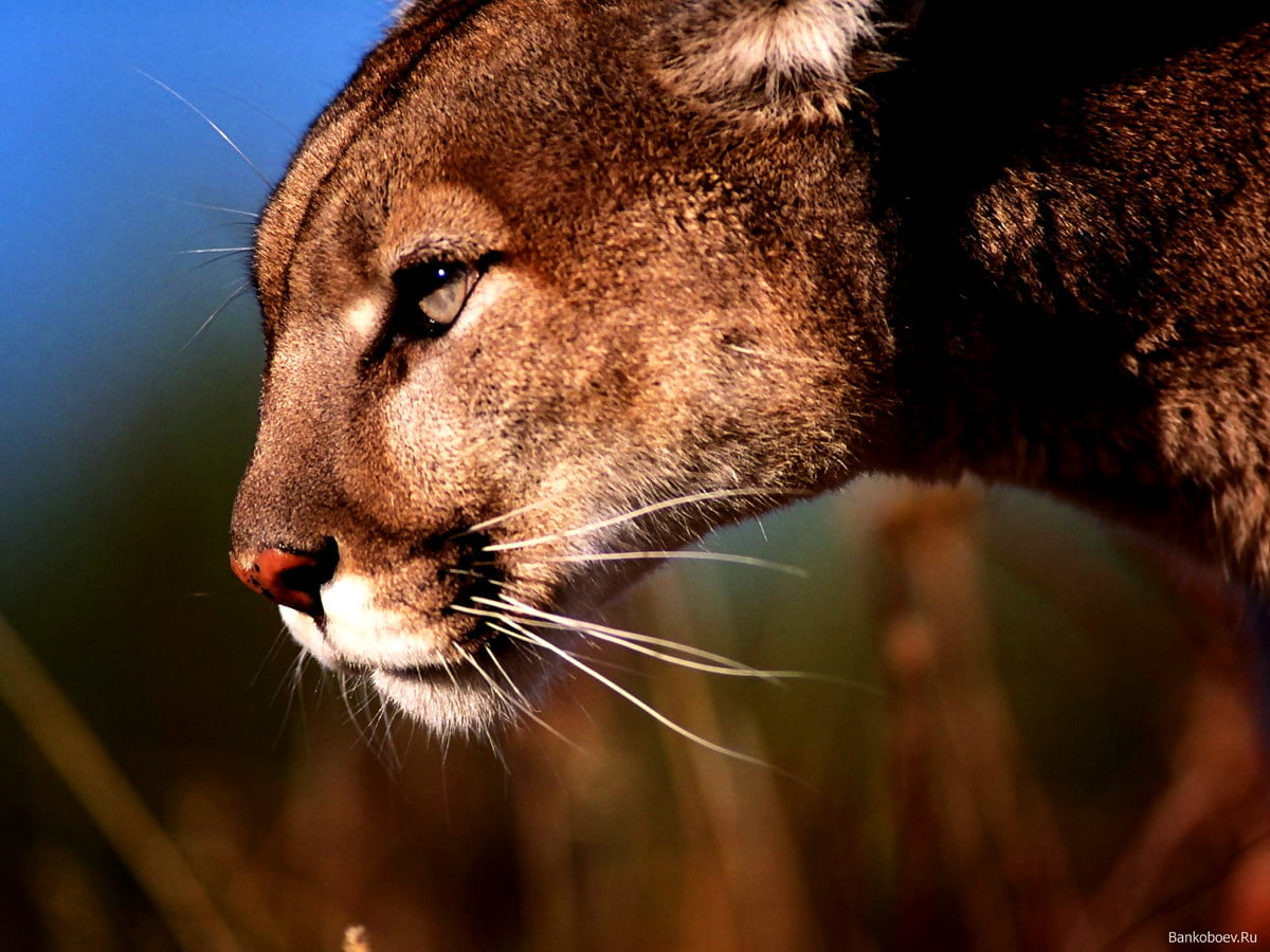 Baggrund Løve, Dyreliv, Dyr | Bedste Gratis baggrund