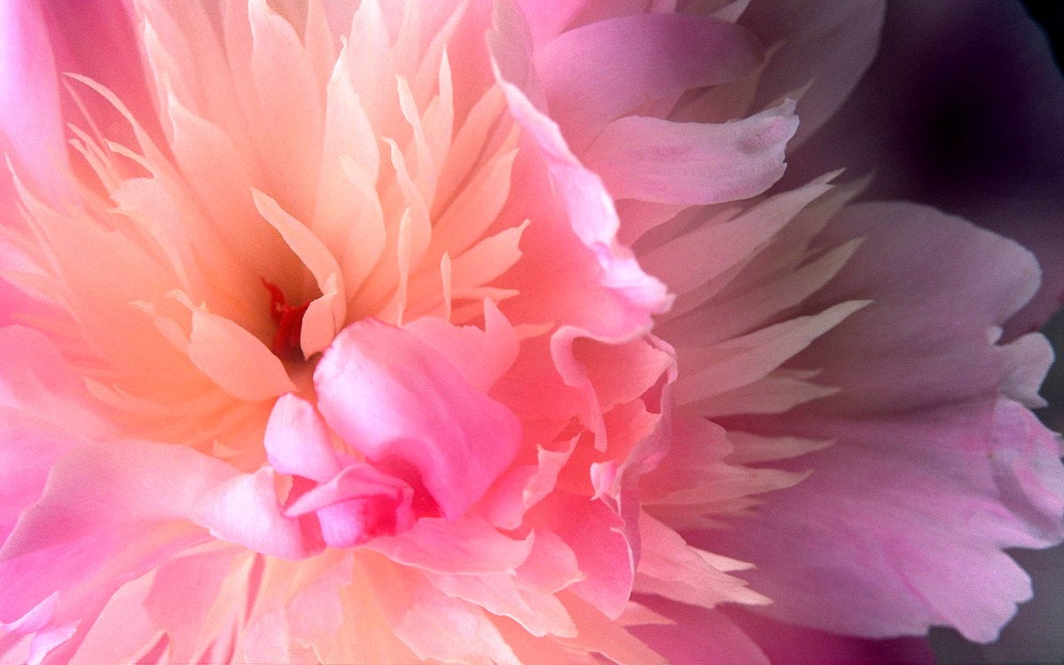 2000+ Fondos de pantalla - Flores HD | Fondos Gratis