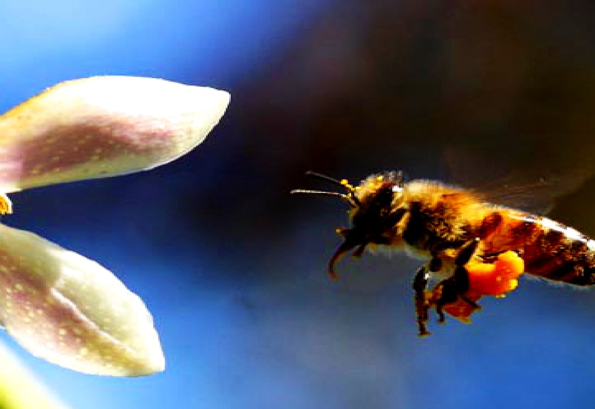 2000+ 1600x900 wallpapers Animals | Download Free backgrounds