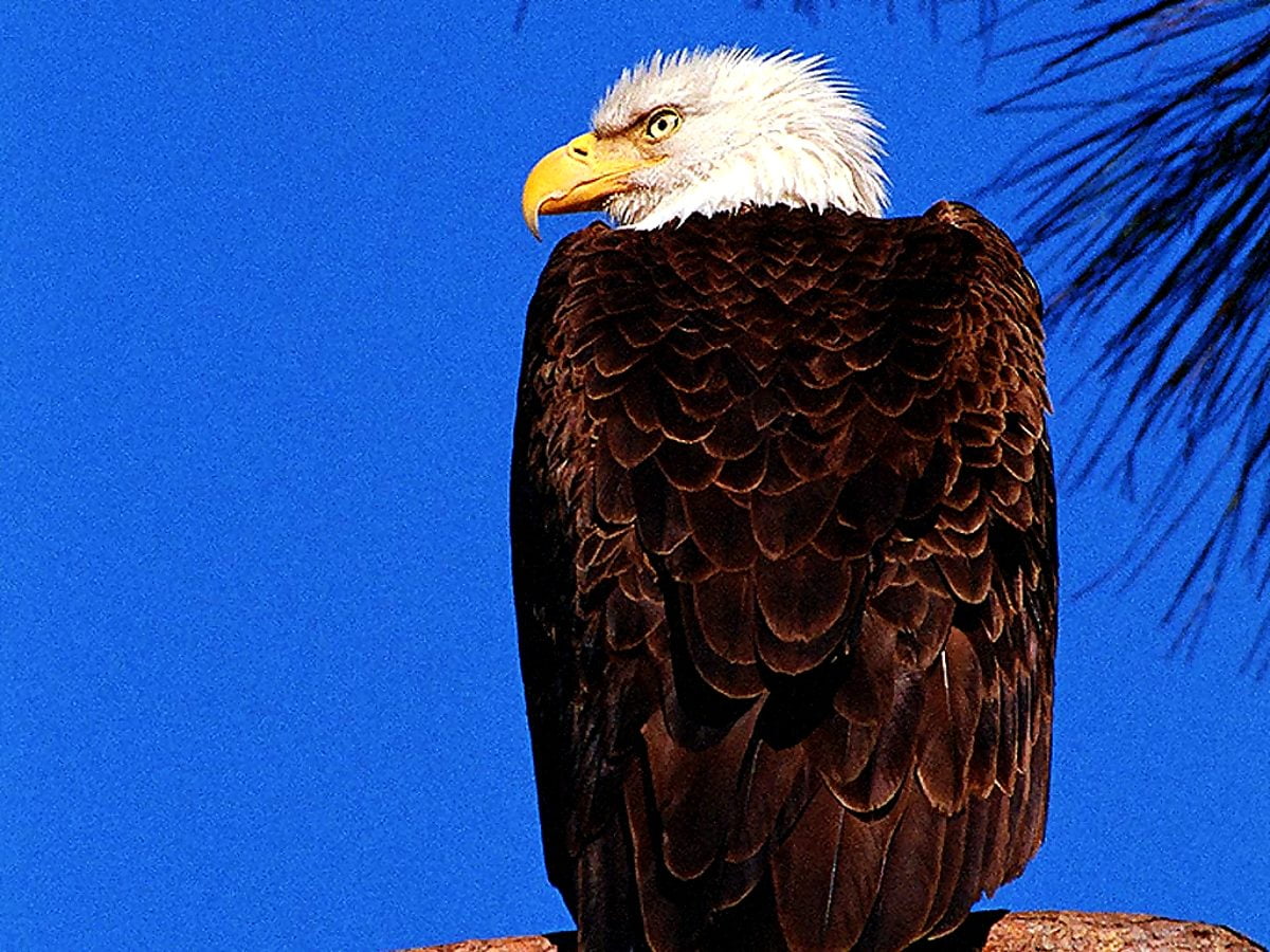 Wallpaper Pájaro, Haliaeetus Leucocephalus, Águila chulo | Descargar ...