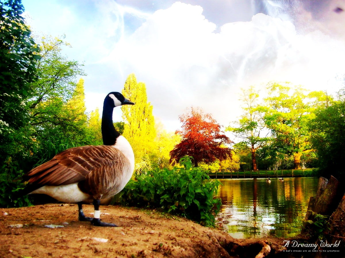 30+ Fondos de pantalla - Pato HD | Fondos Gratis