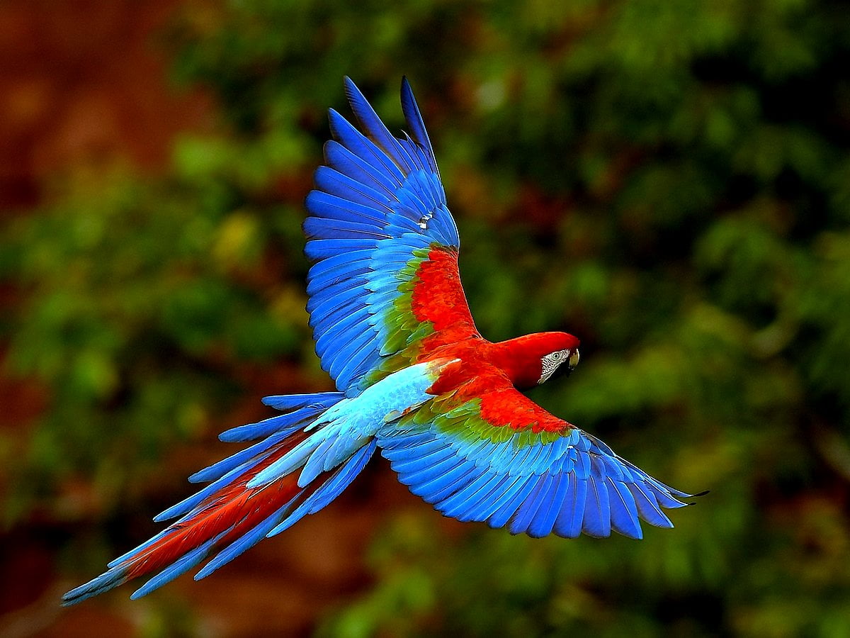 Fondo Loro, Pájaro, Guacamayo | Imagen