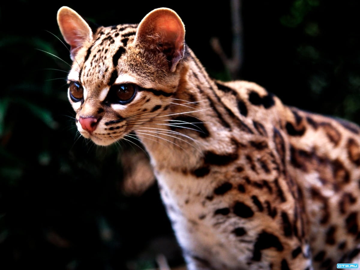 Imagen Grandes Felinos, Ocelote, Gatos | Foto