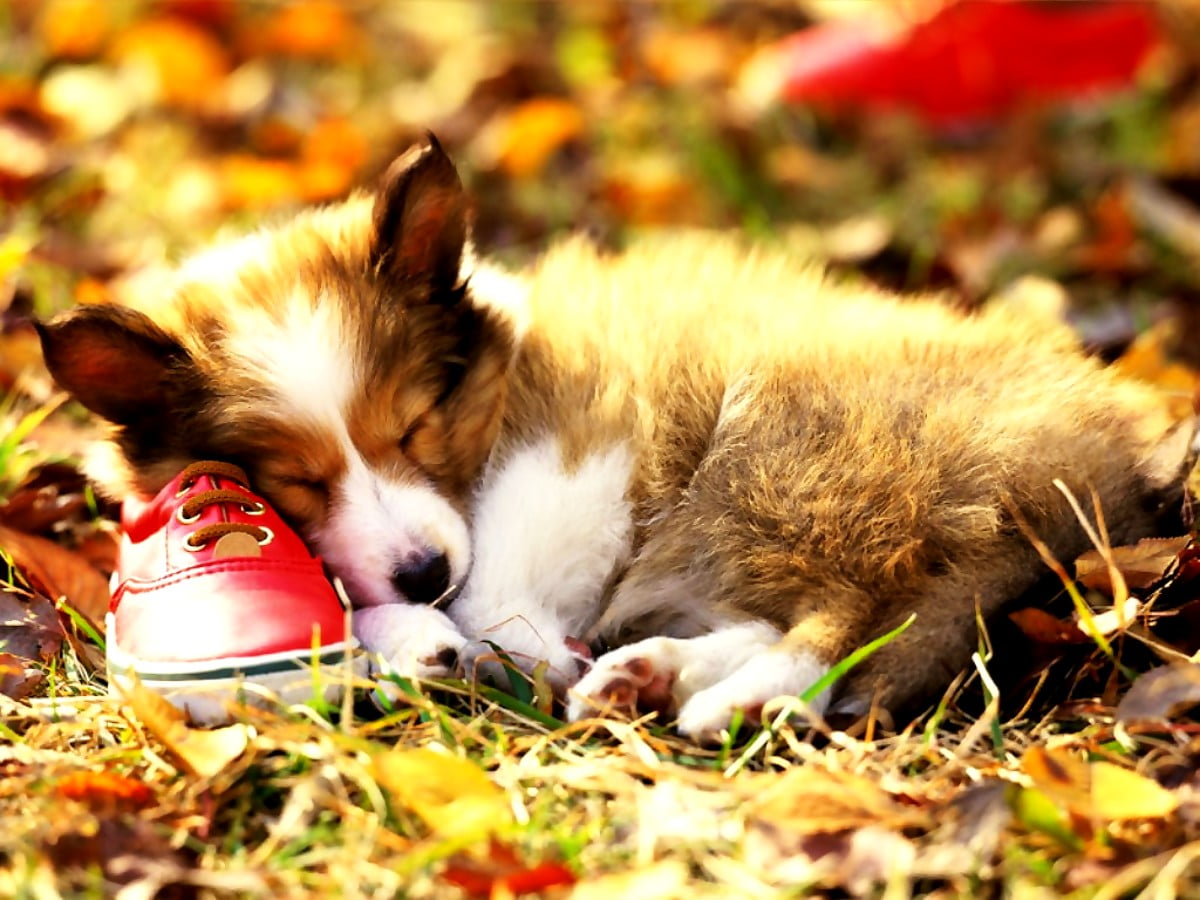 Hunde, Hvalpe, Dyr baggrund | Download Gratis baggrund