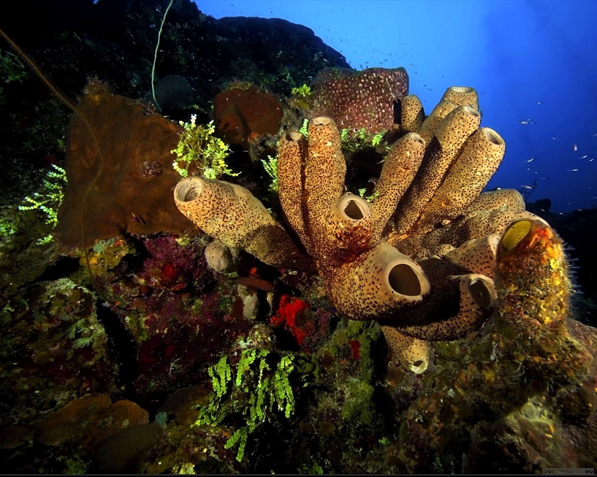 490+ Underwater world background images | Download Free wallpapers