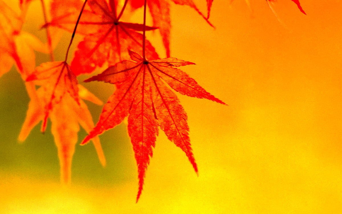 Ambrapuut taustakuvat HD | Lataa Ilmaiset Taustakuvat