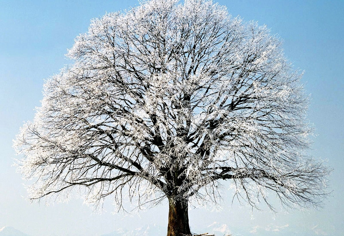 Fed baggrund Vinter, Frost, Sne | Gratis Top baggrund