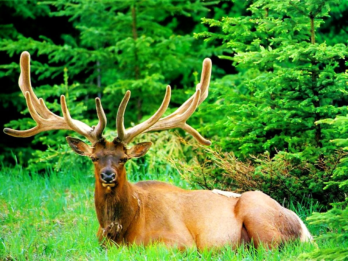 Antler wallpapers HD | Download Free backgrounds