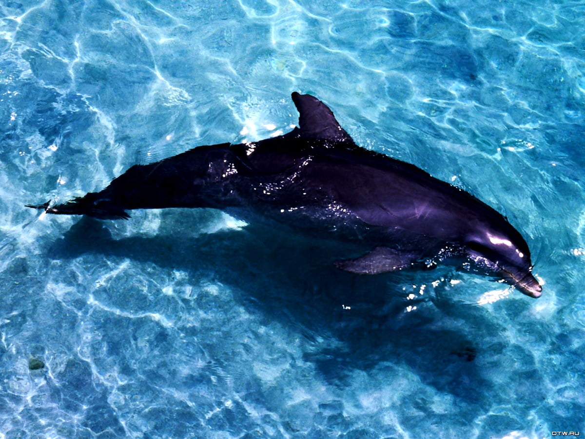 100+ Delfin baggrunde HD | Download Gratis Baggrundsbilleder