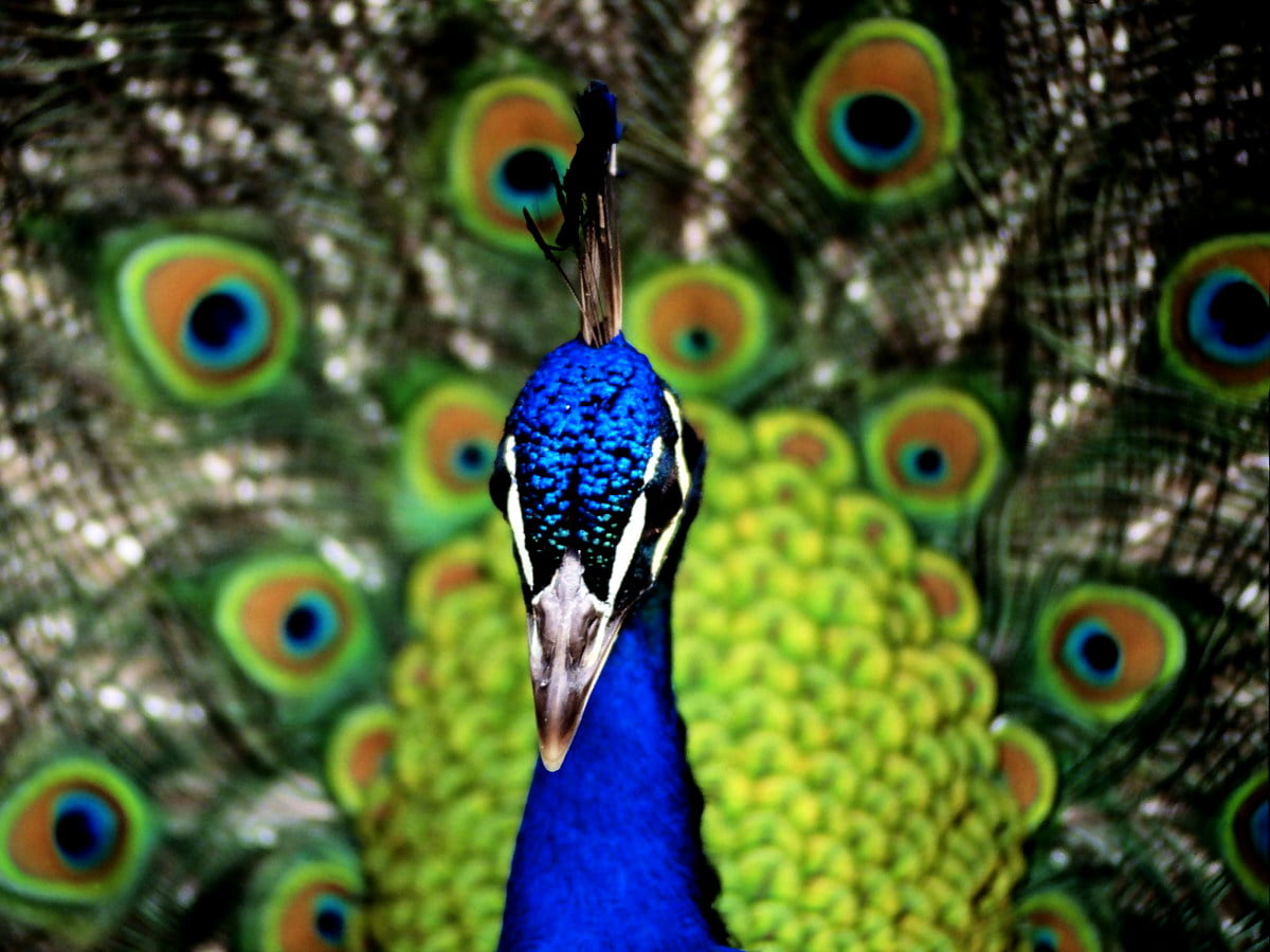 Fondos de pantalla - Pavo real HD | Fondos Gratis