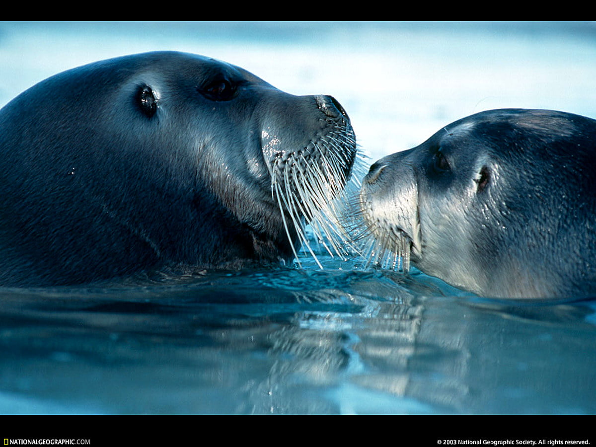 20+ Seal wallpapers HD 🔥 Download Free backgrounds