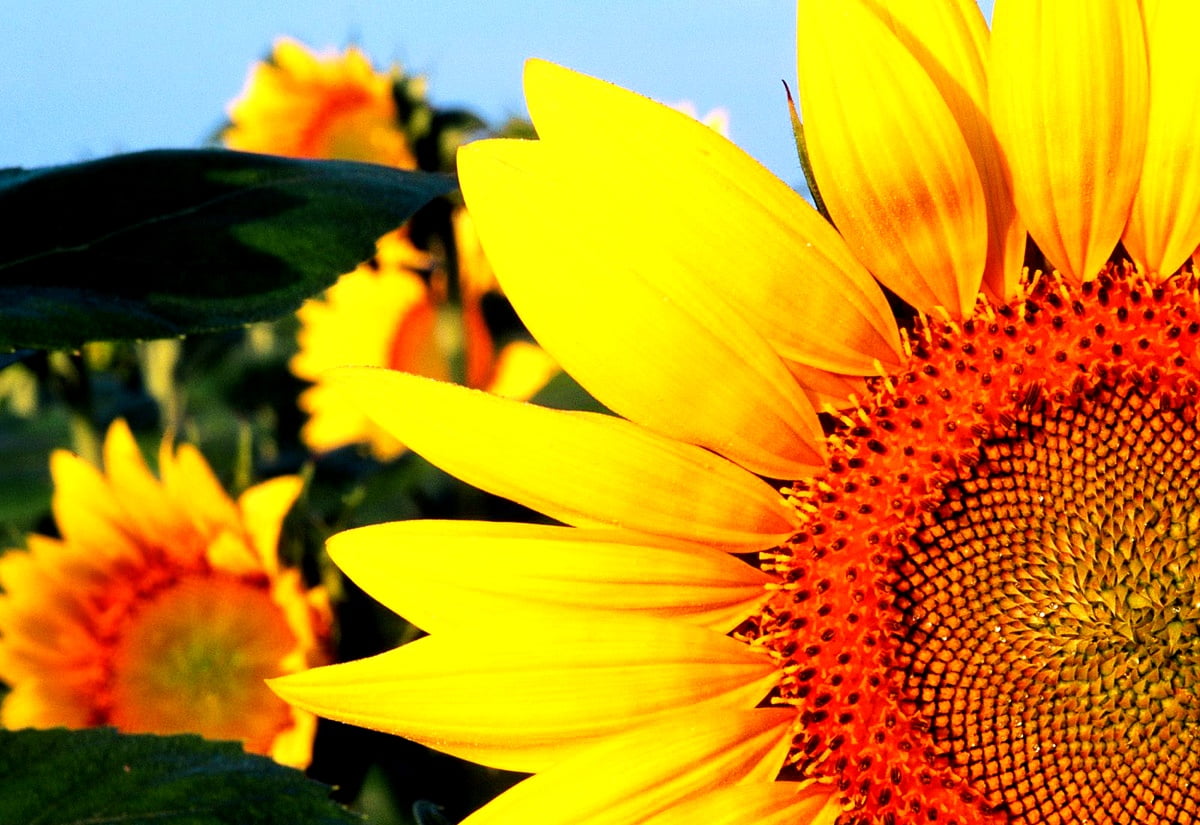 30+ Sunflower seed wallpapers HD | Download Free backgrounds
