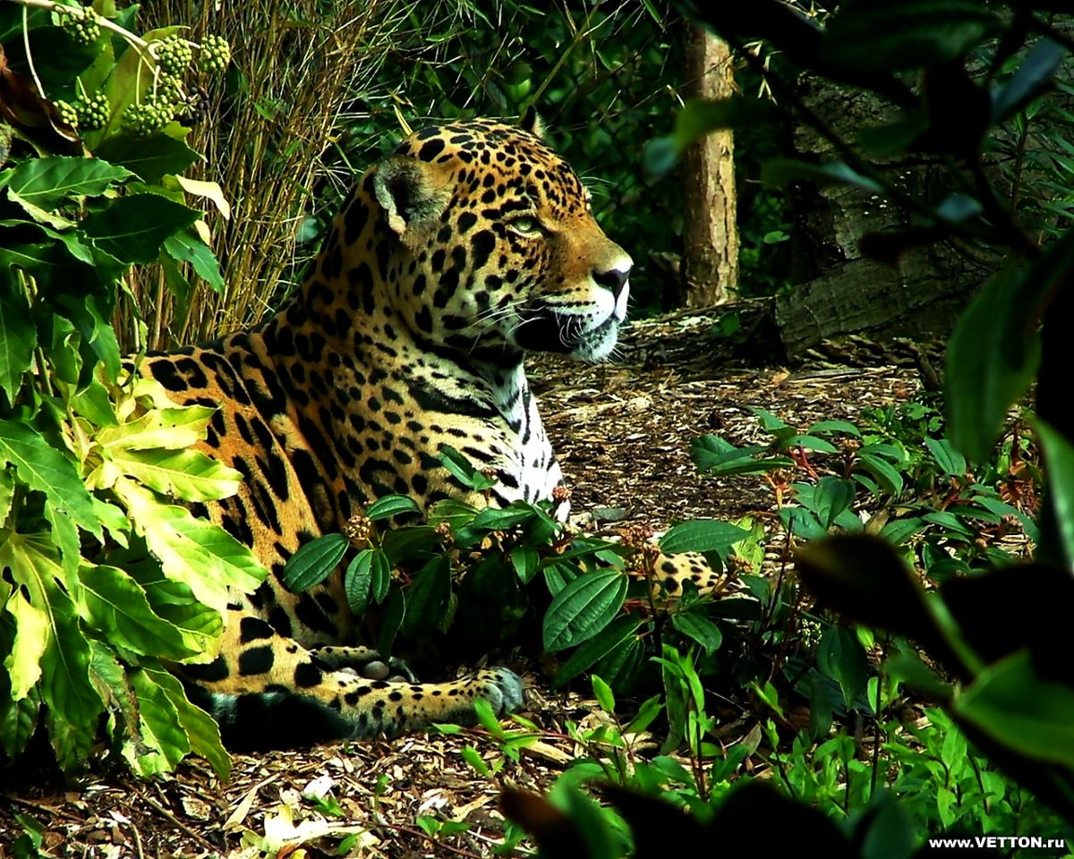 20+ Bushes wallpapers HD | Download Free backgrounds