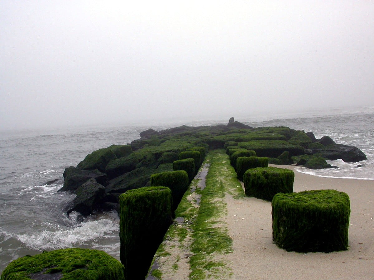 Fonds d'écran Algues HD |Télécharger Gratuitement