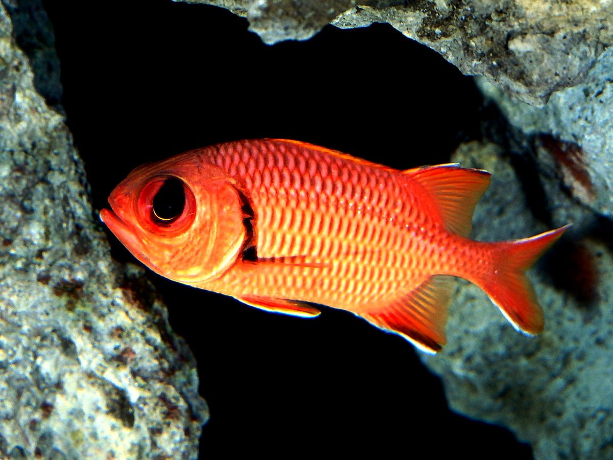 Foto de fondo Pez, Acuario, Arrecife | Descargar Imagen Gratis