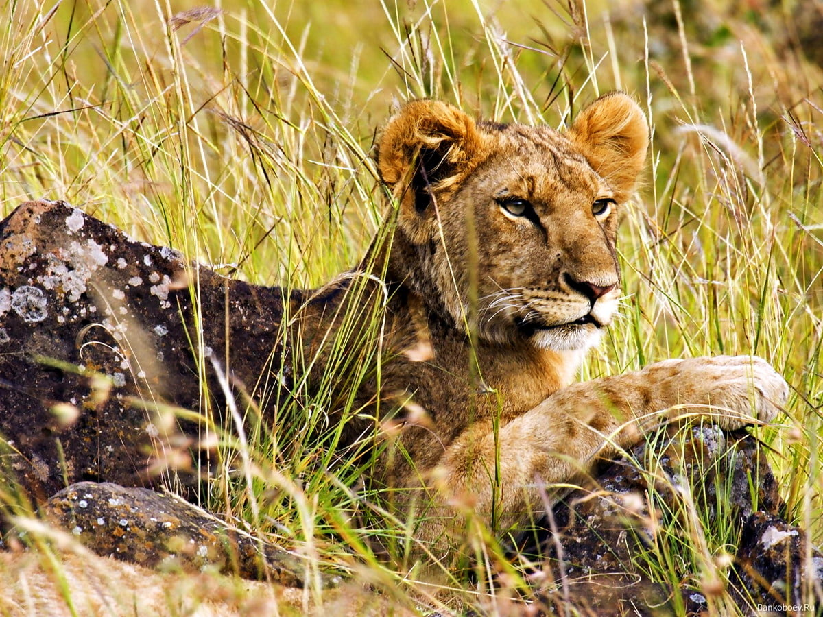 20+ Safari baggrunde HD | Download Gratis Baggrundsbilleder