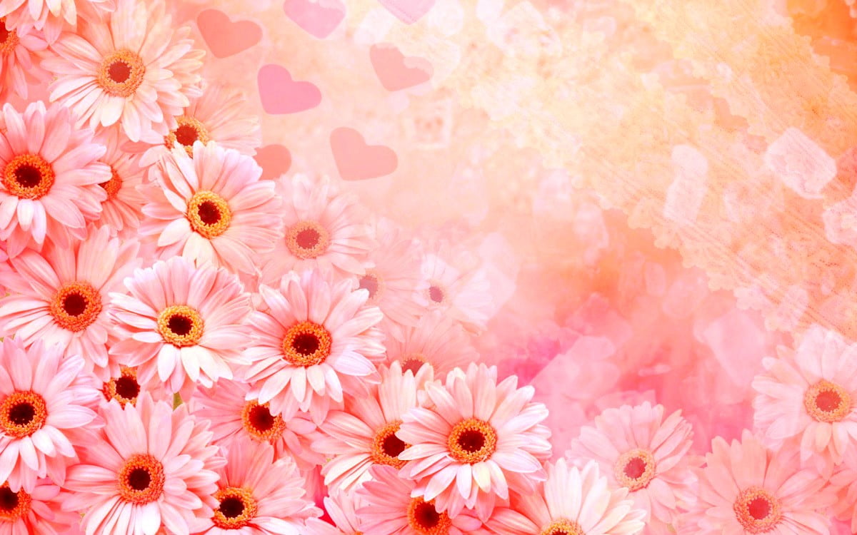 30+ Gerbera wallpapers HD | Download Free backgrounds
