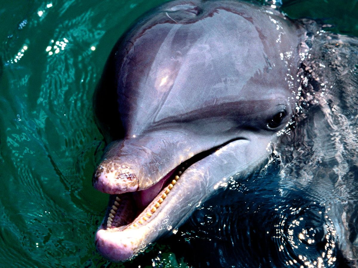 70+ Duvar kağıtları Şişeburun Yunus HD | Ücretsiz Duvar Kağıtları