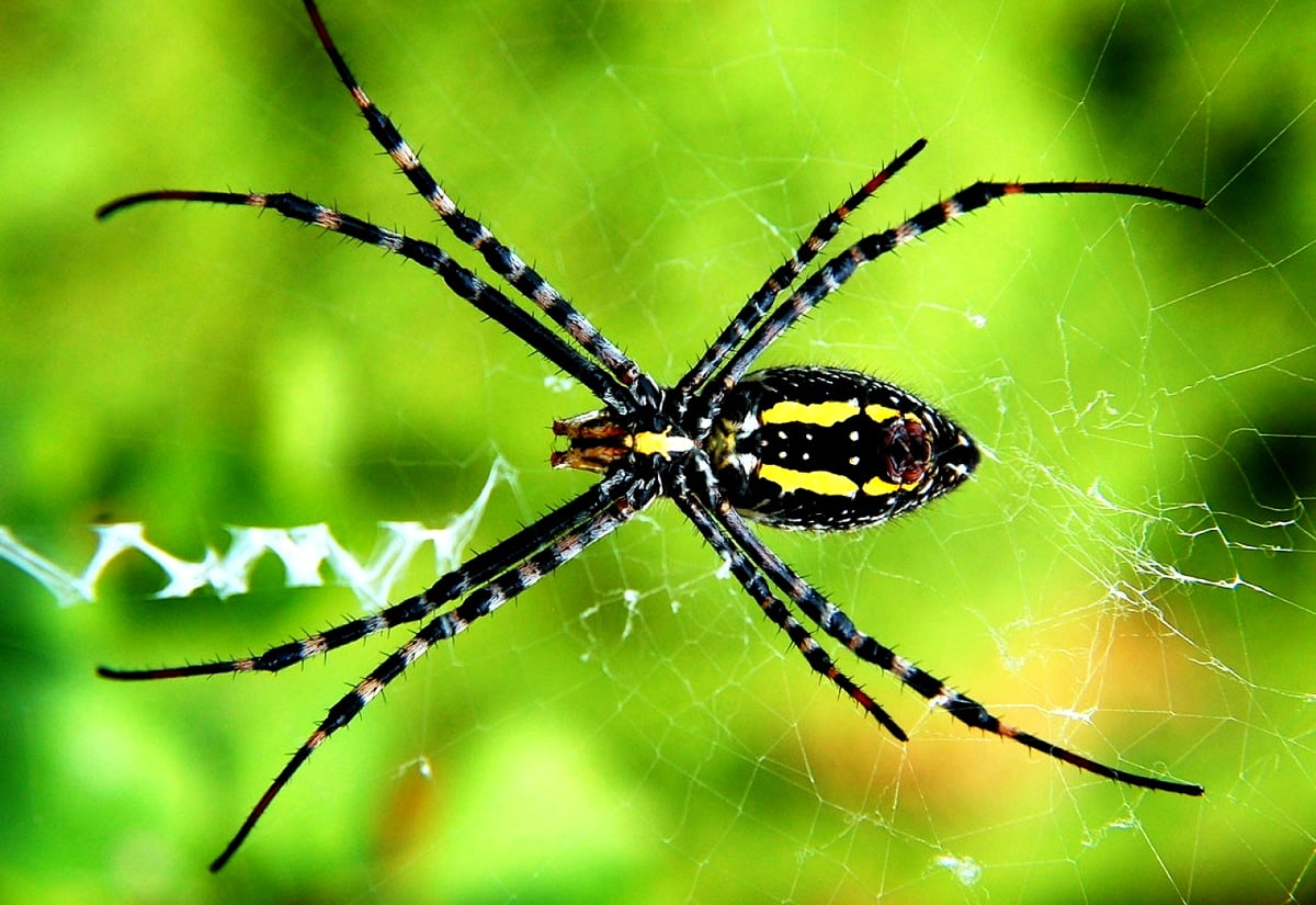 Fonds d'écran Araneidae HD | Télécharger Gratuitement